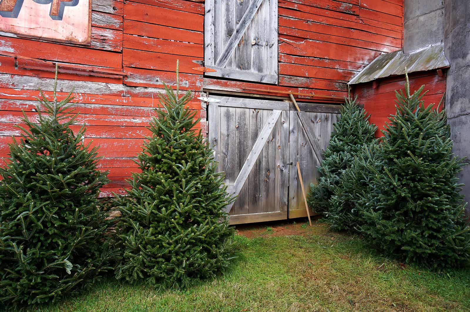 Hawk Mountain Tree Farm and Garden Center