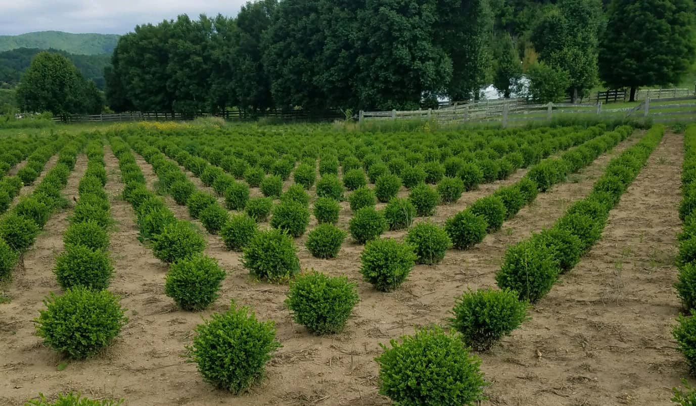 Hawk Mountain Tree Farm and Garden Center
